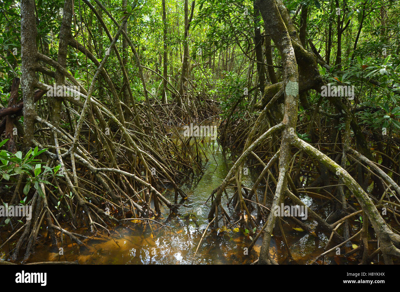 Australian Jungle Stock Photos & Australian Jungle Stock Images - Alamy