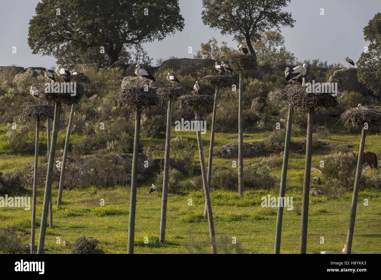 White Stork nests on poles at Los Barruecos Natural Monument ...