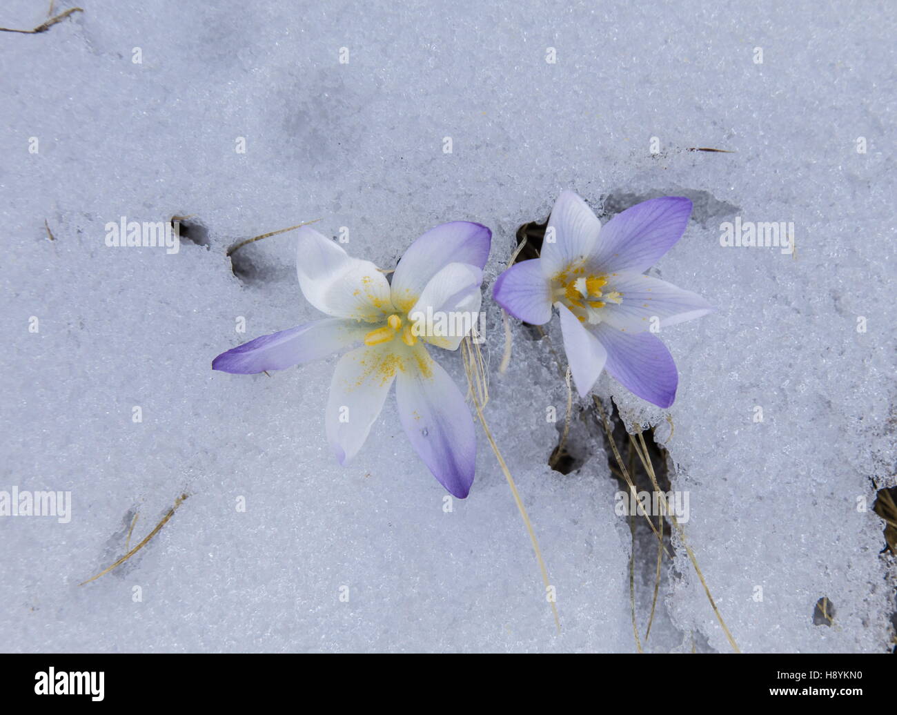 Sierra Nevada Crocus, Crocus nevadensis, coming up through snow in ...