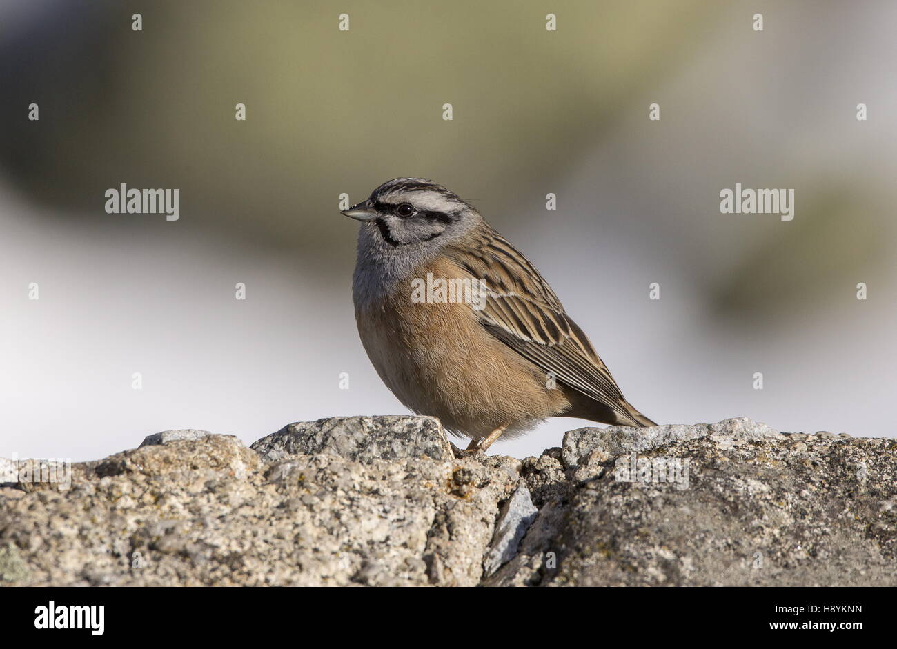 Rock bunting, Emberiza cia, perched on wall high in the Sierra de ...