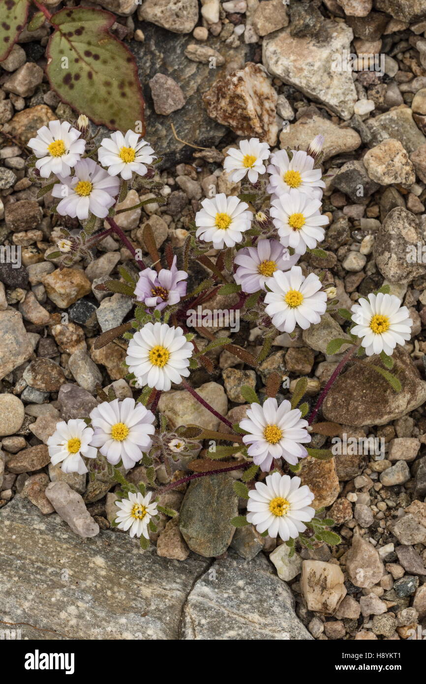 Mojave desertstar, Monoptilon bellioides in flower in Death Valley ...