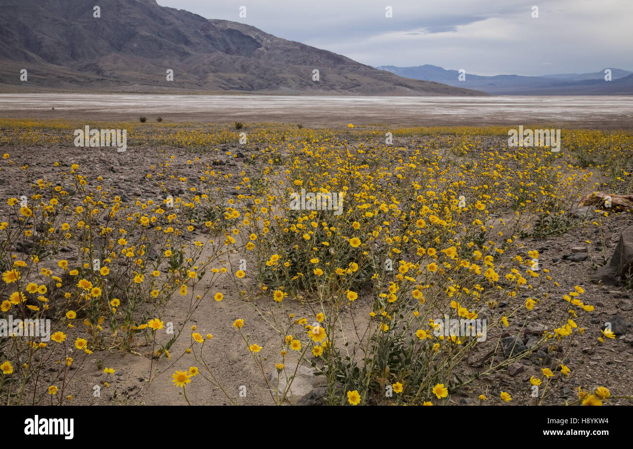 Death valley flowers hi-res stock photography and images - Alamy