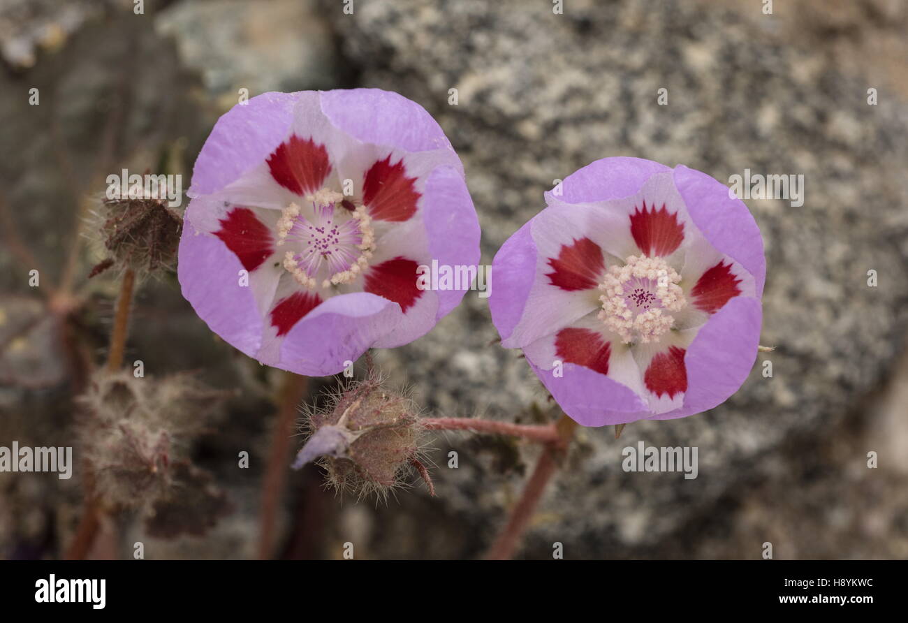 Desert five-spot, Eremalche rotundifolia in flower; Death Valley ...