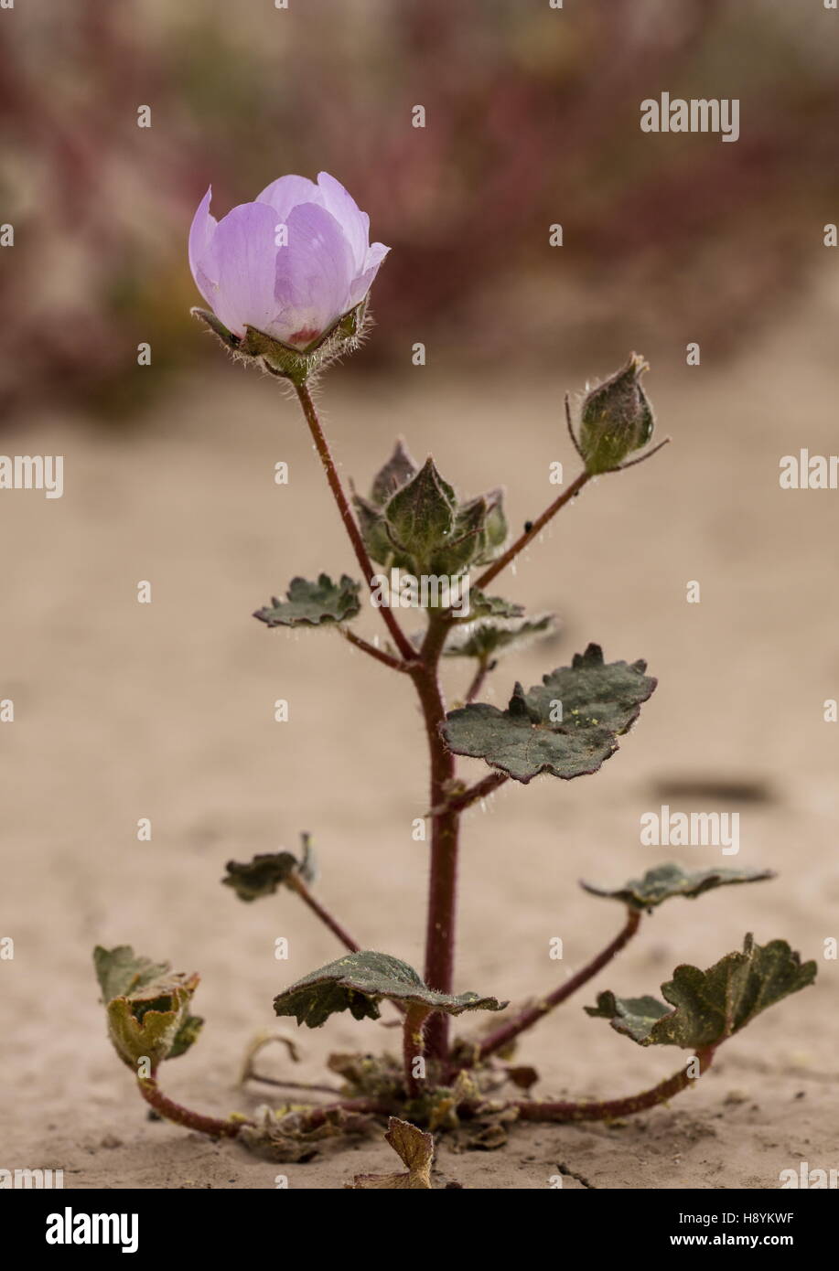 Desert five-spot, Eremalche rotundifolia in flower; Death Valley ...