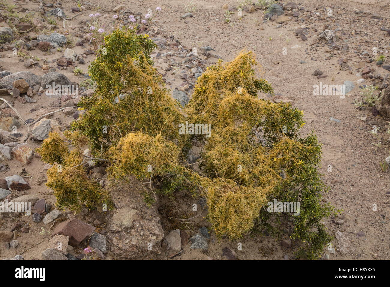 Desert dodder, Cuscuta denticulata, parasitic on Creosote bush, Death ...