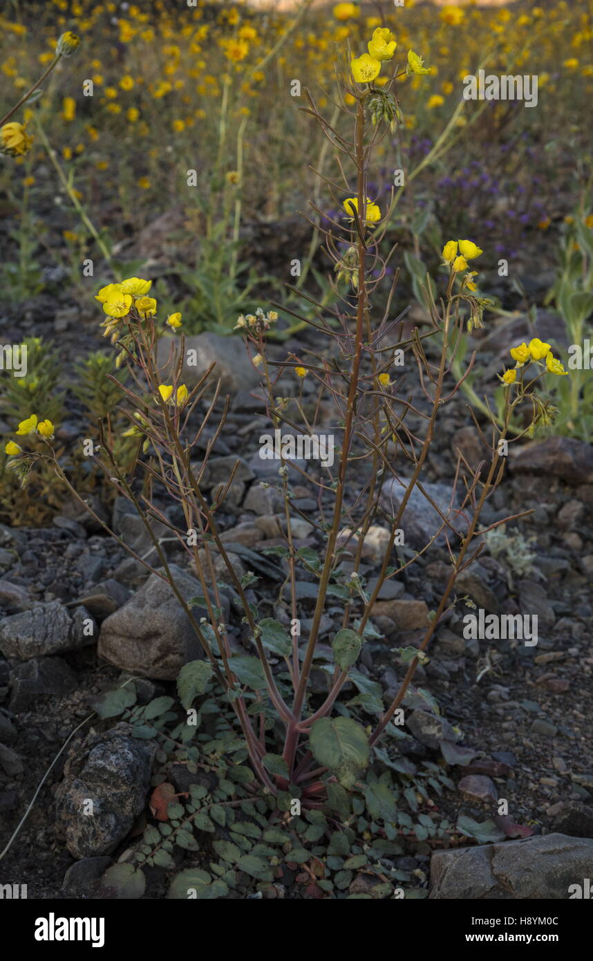 Flowering cups hi-res stock photography and images - Alamy