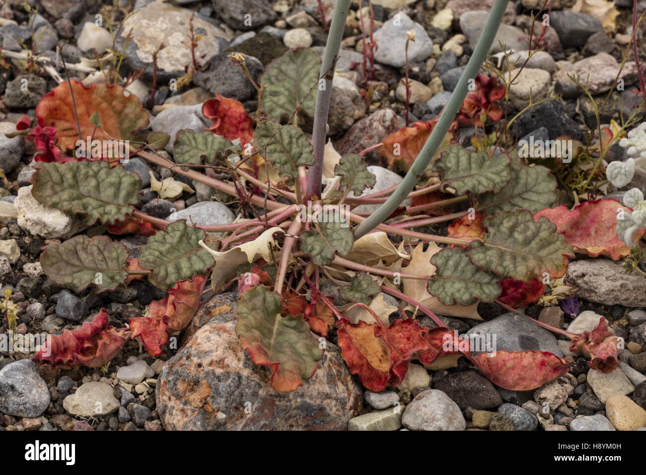Desert trumpet, Eriogonum inflatum, rosette of leaves. Death valley ...