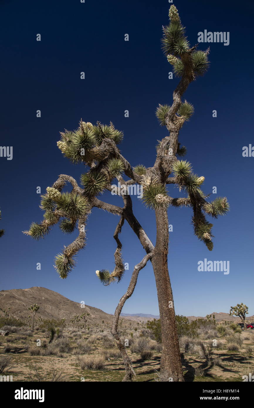 Mojave desert flowers hi-res stock photography and images - Alamy