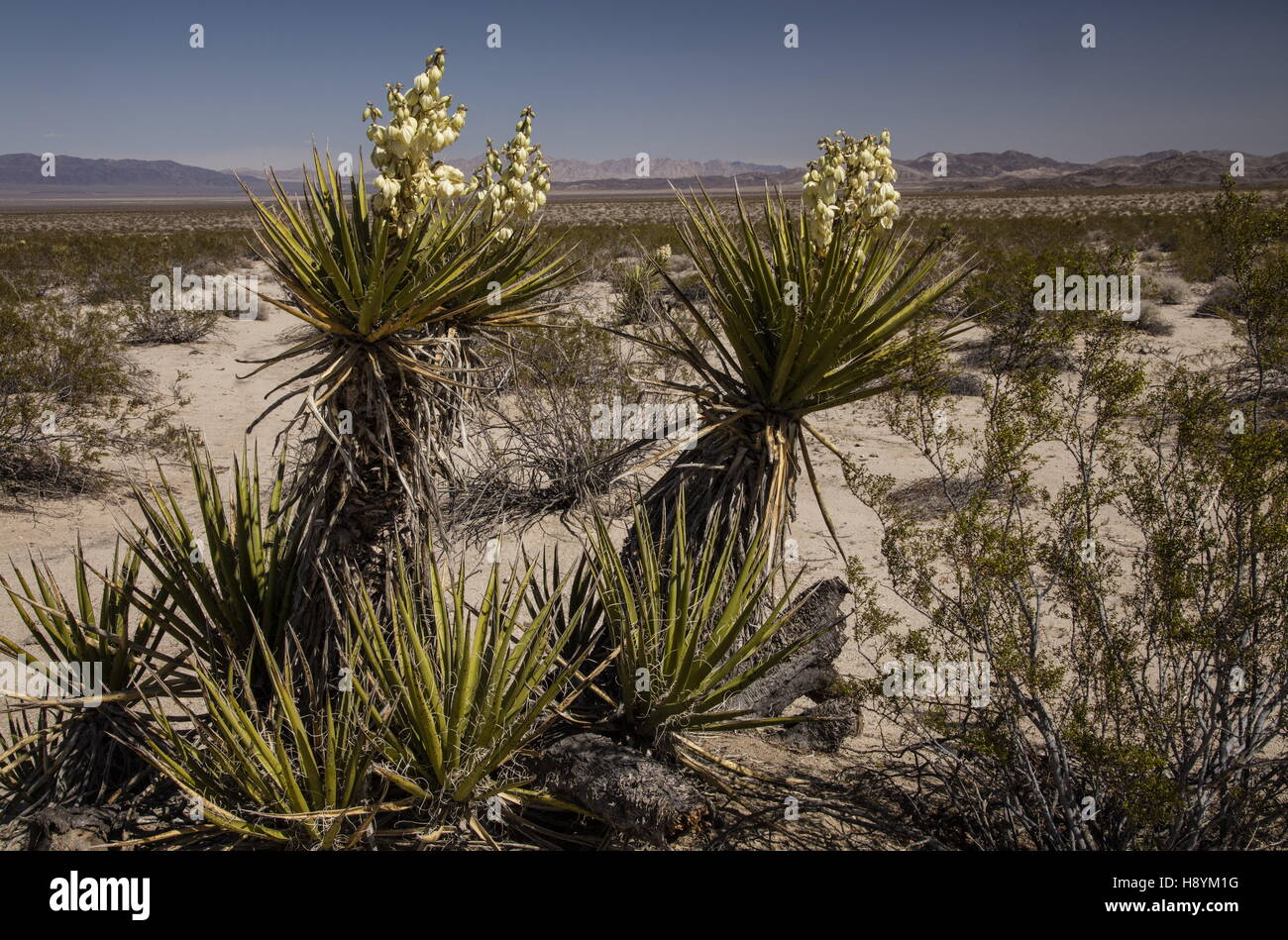 Mojave yucca or Spanish dagger, Yucca schidigera, in flower, Joshua ...