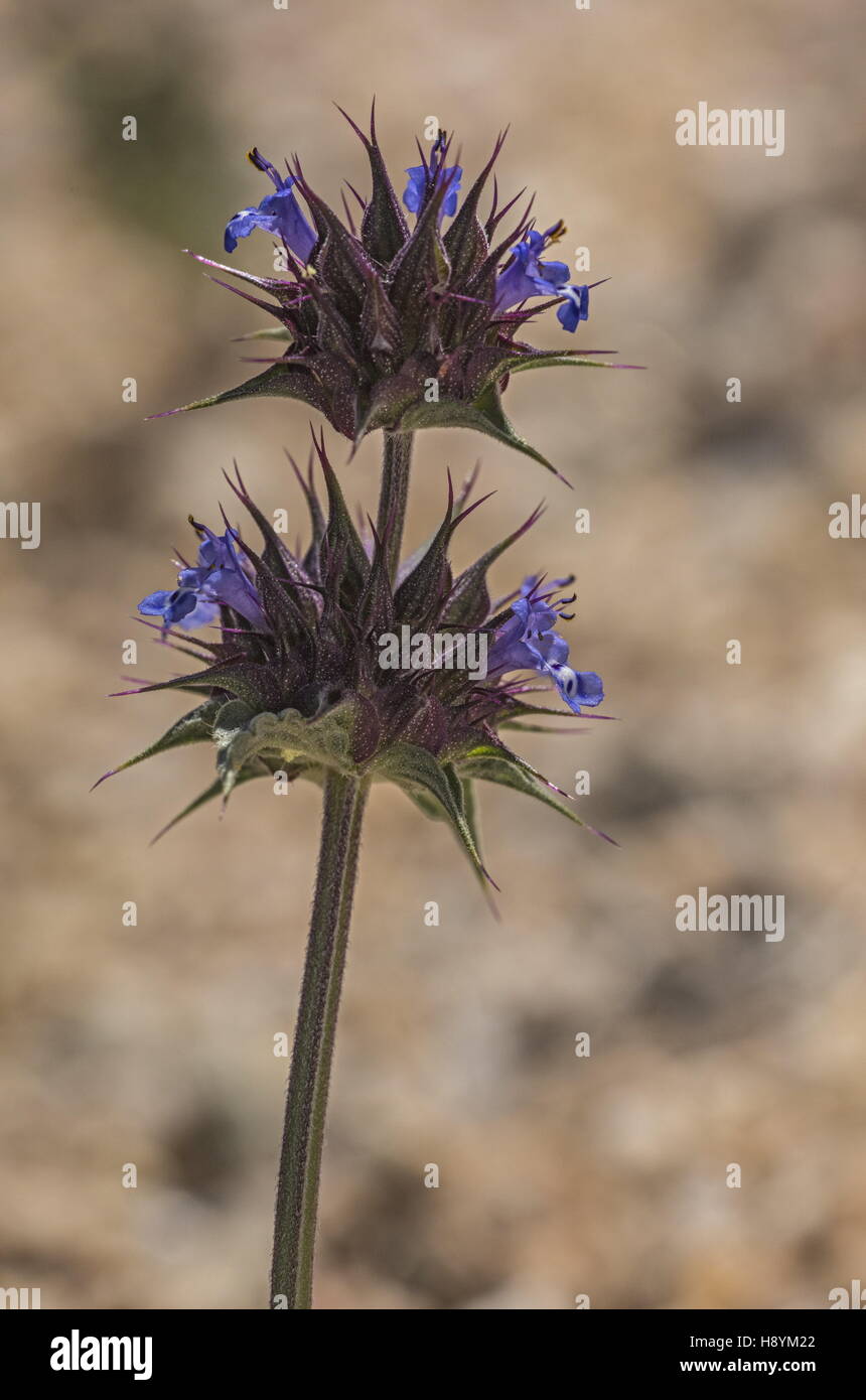 Chia flower hi-res stock photography and images - Alamy