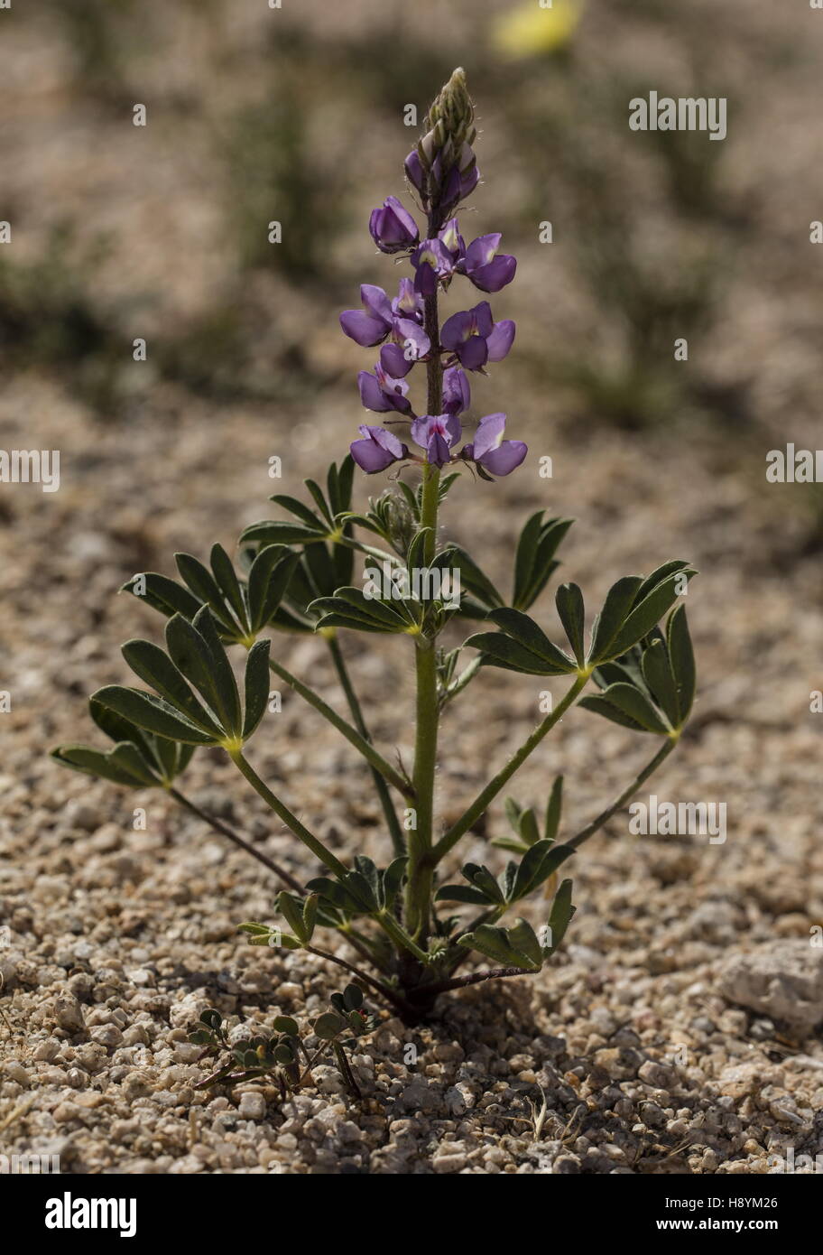 Arizona lupine, Lupinus arizonicus in flower in spring, Joshua Tree ...