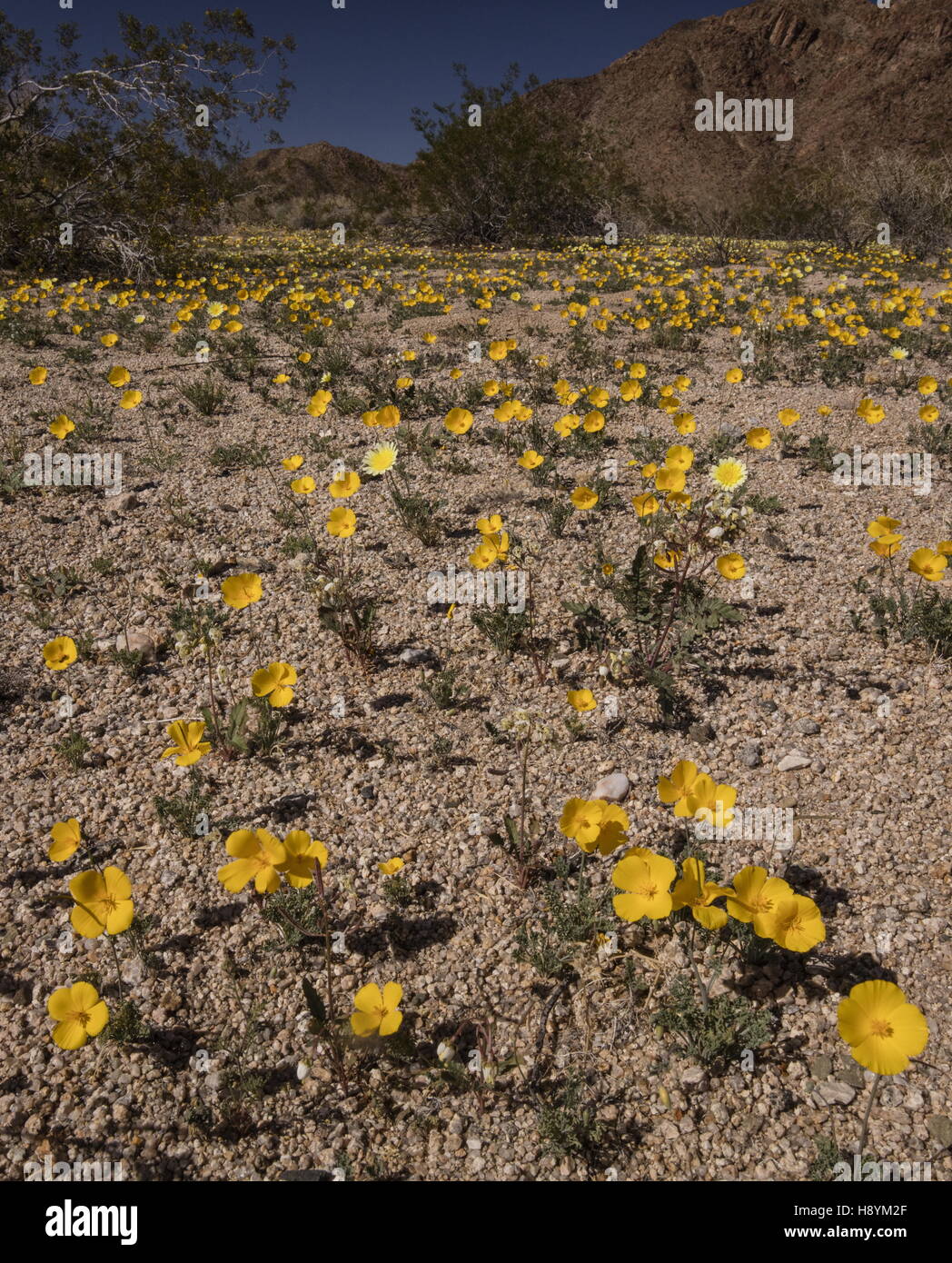 Mohave desert joshua national park hi-res stock photography and images ...