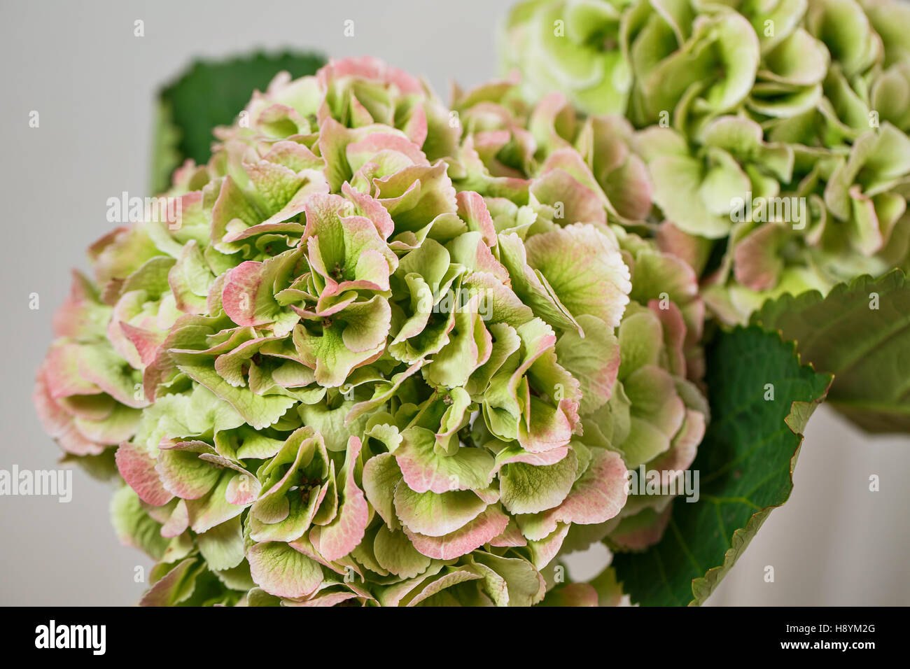 Green hydrangea blooming, floral nature background, outdoor, banner ...