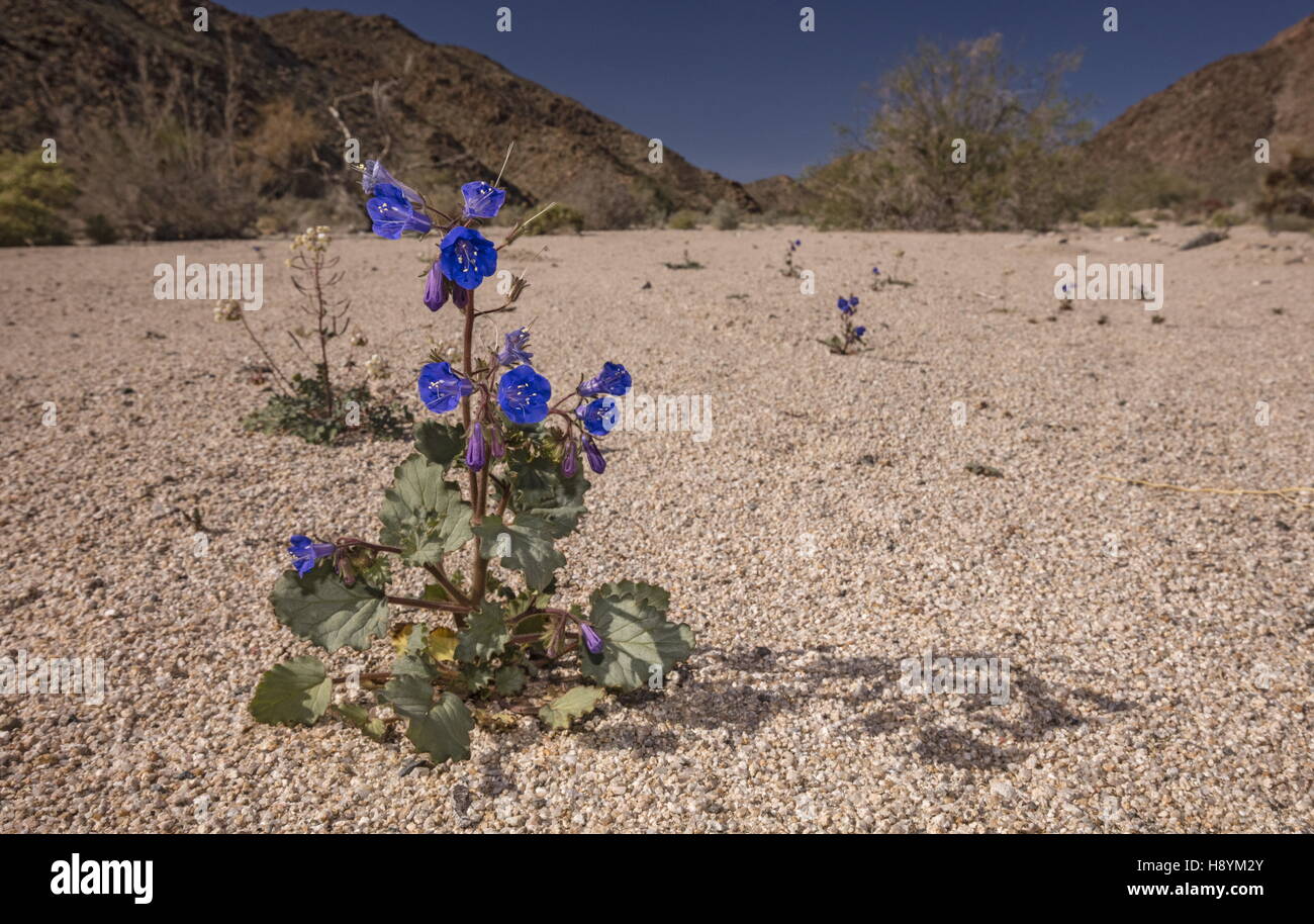 Desert Canterbury Bells, Phacelia campanularia, in flower on gravelly ...