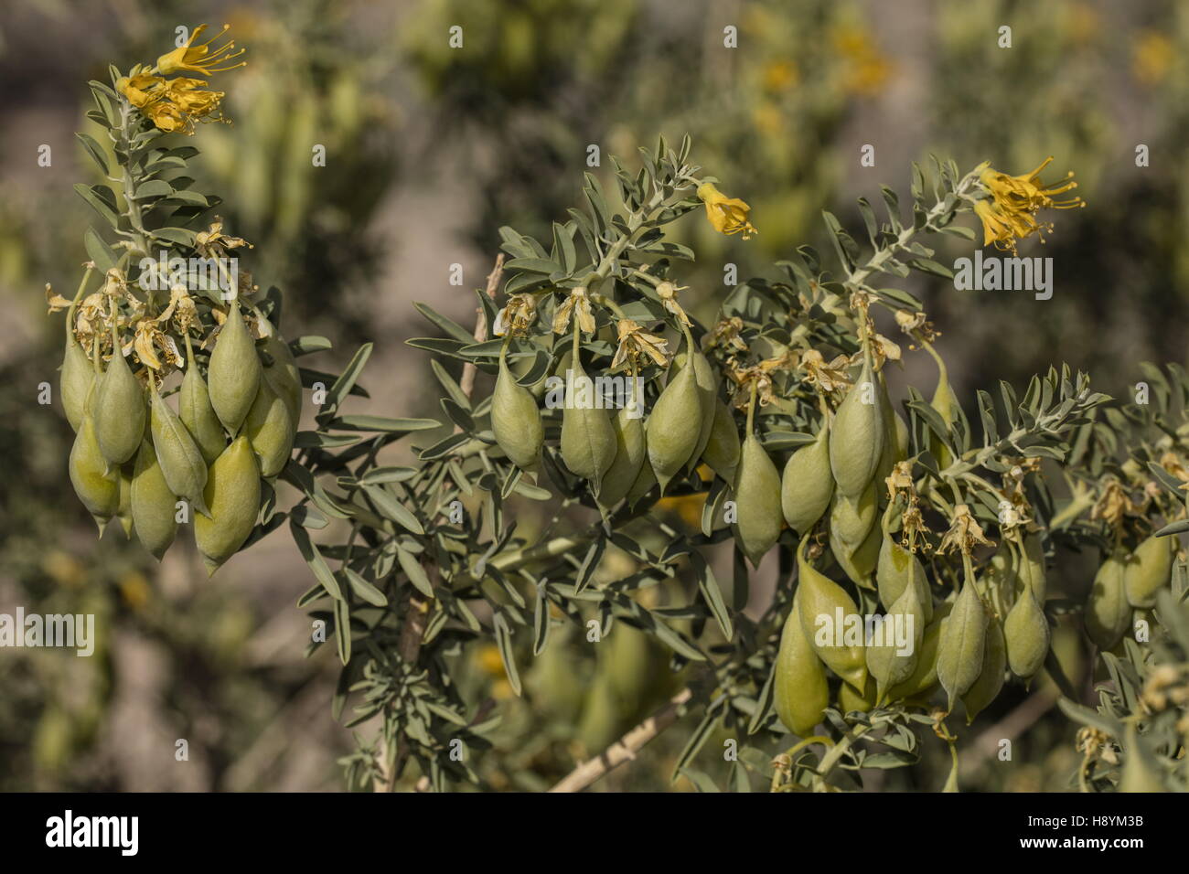 Bladderpod, Peritoma arborea, in flower and fruit. Sonoran desert ...