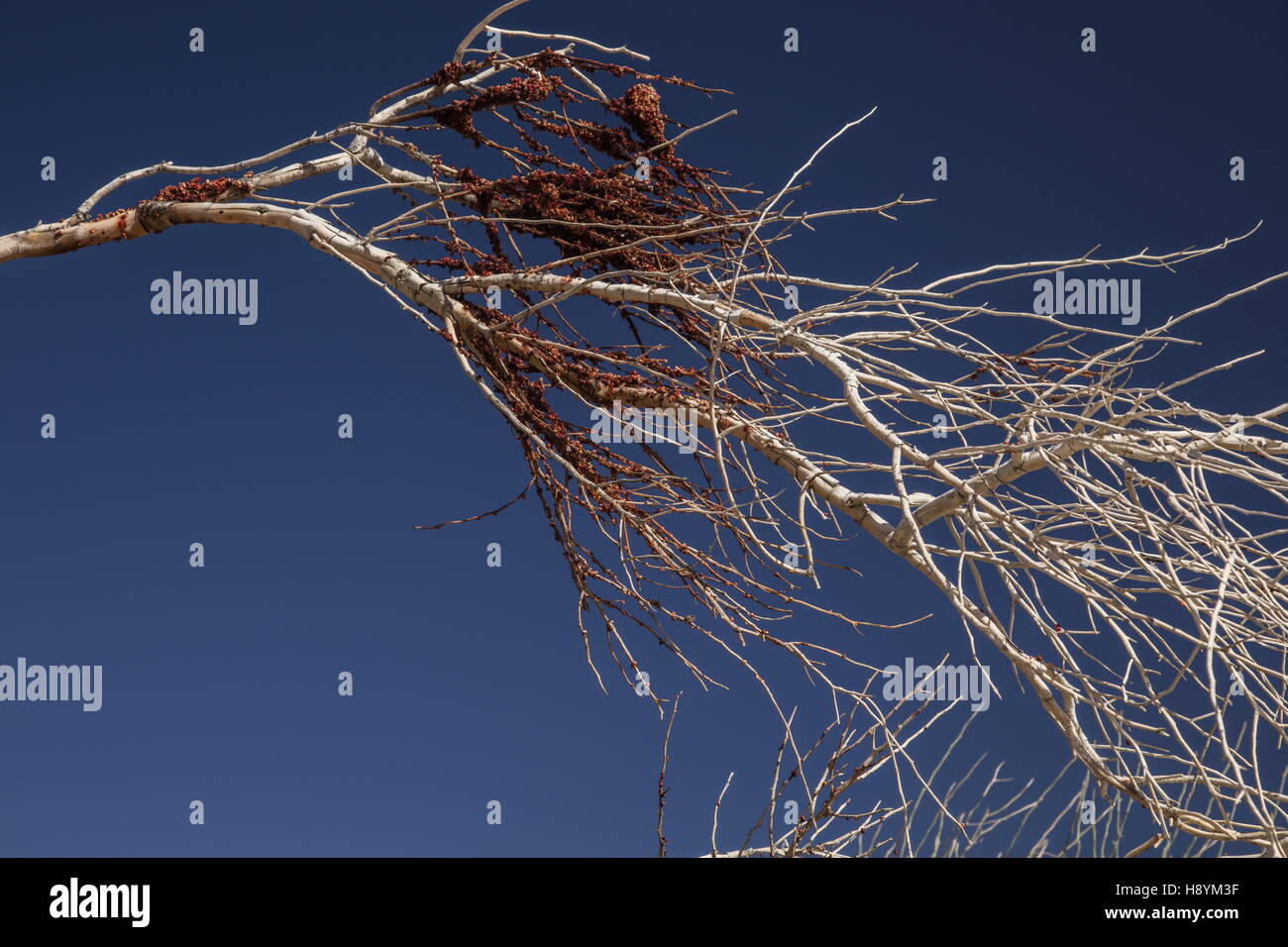 Desert mistletoe, Phoradendron californicum, with abundant ripe berries ...