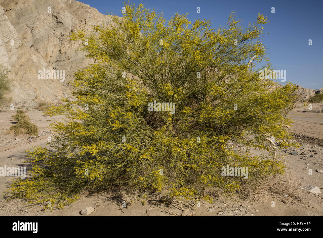 Blue palo verde tree, Parkinsonia florida, in flower on river-wash ...