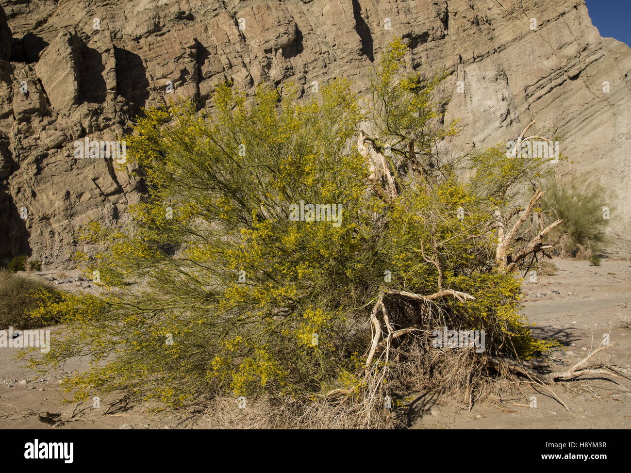 Blue palo verde tree, Parkinsonia florida, in flower on river-wash ...