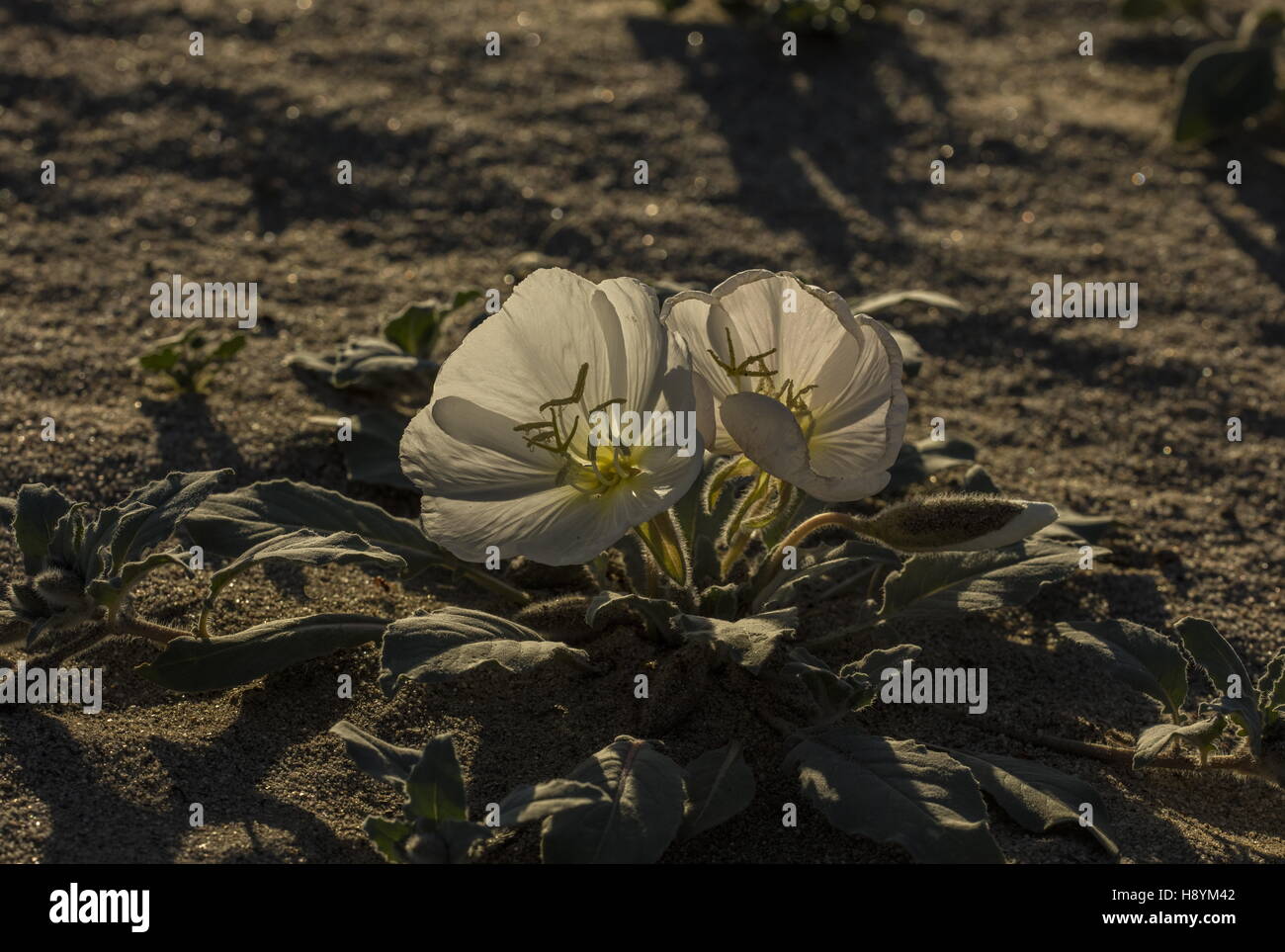 Dune evening primrose, Oenothera deltoides in flower in Anza-Borrego ...