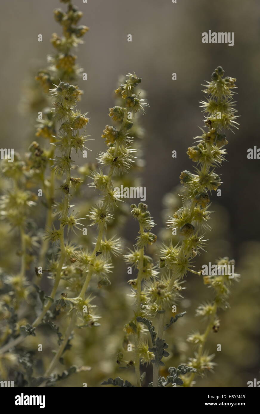 Burro bush, Ambrosia dumosa, in flower in the Sonoran Desert ...