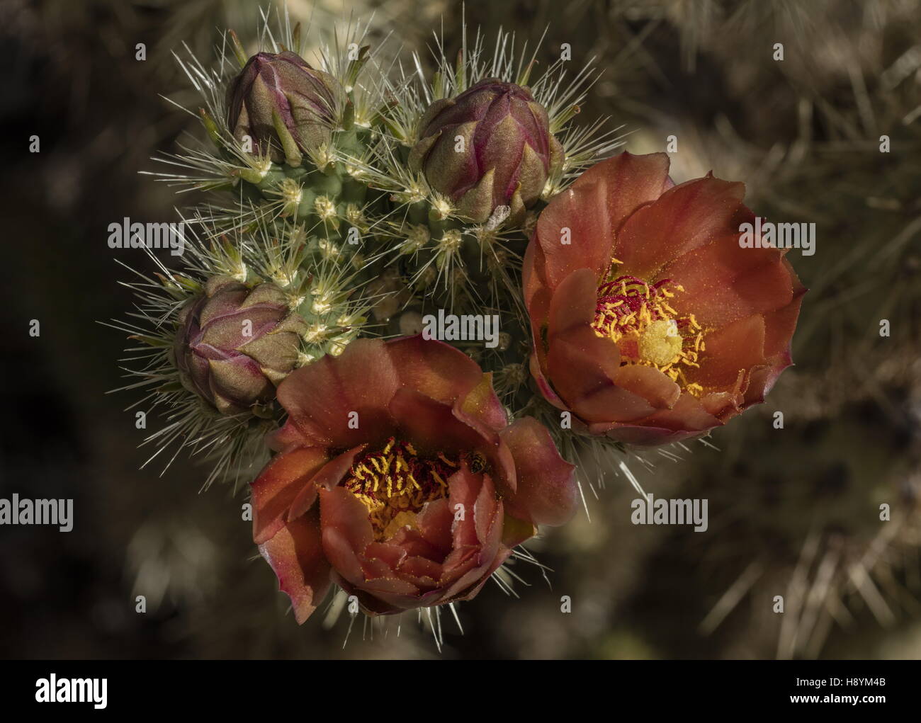 Wolf's cholla, cactus, Cylindropuntia wolfii, in flower; Sonoran Desert ...