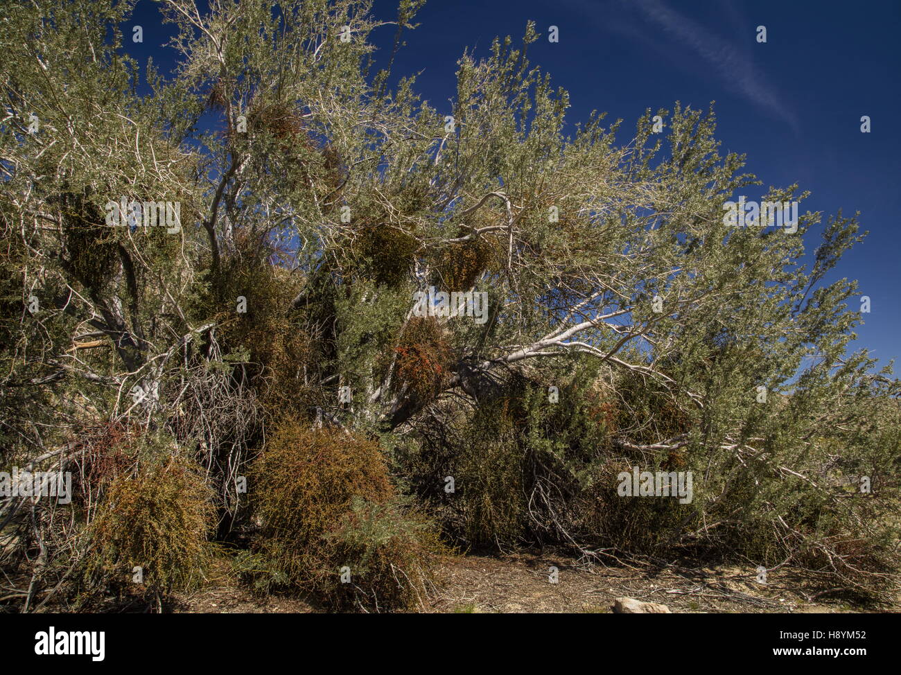 Mistletoe infestation hi-res stock photography and images - Alamy