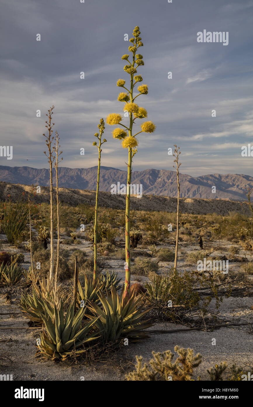 Desert Agave, Agave deserti, in flower in the Californian Desert. Anza ...