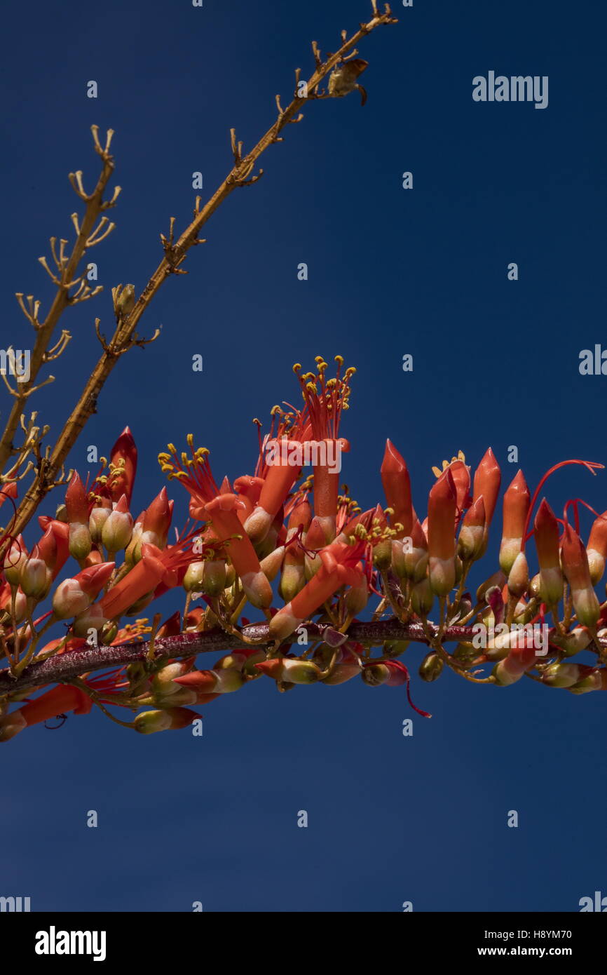 Ocotillo, Fouquieria splendens, in flower in the Californian Desert ...