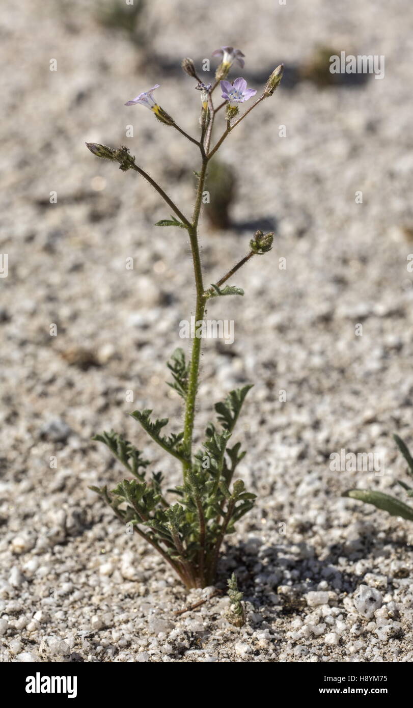 Star Gilia, Gilia stellata in flower in sandy river wash, Anza-Borrego ...