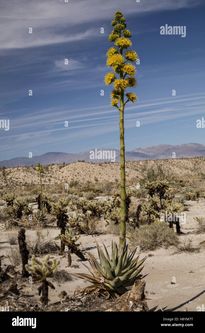 Desert Agave, Agave deserti, in flower in the Californian Desert. Anza ...
