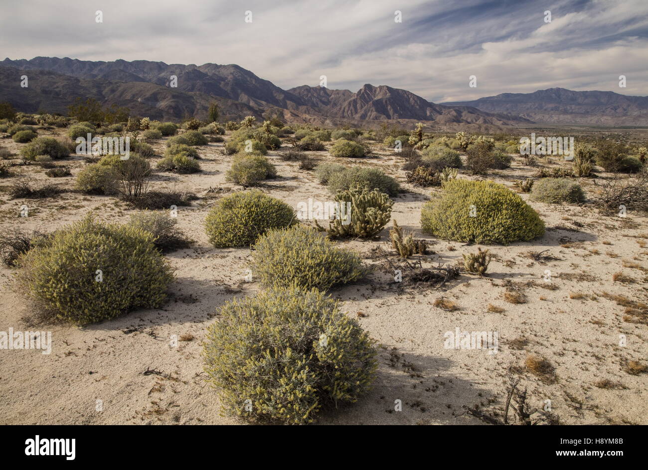 Californian desert dominated by Burro bush, Ambrosia dumosa, at Yaqui ...