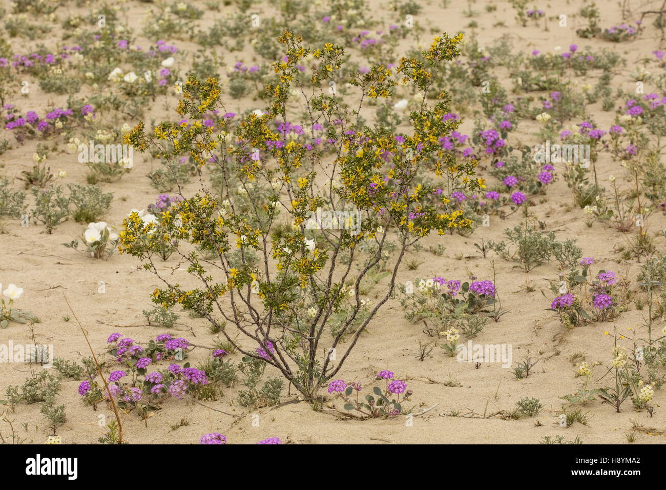 Creosote bush, Larrea tridentata, growing in flowery sandy desert, Anza ...