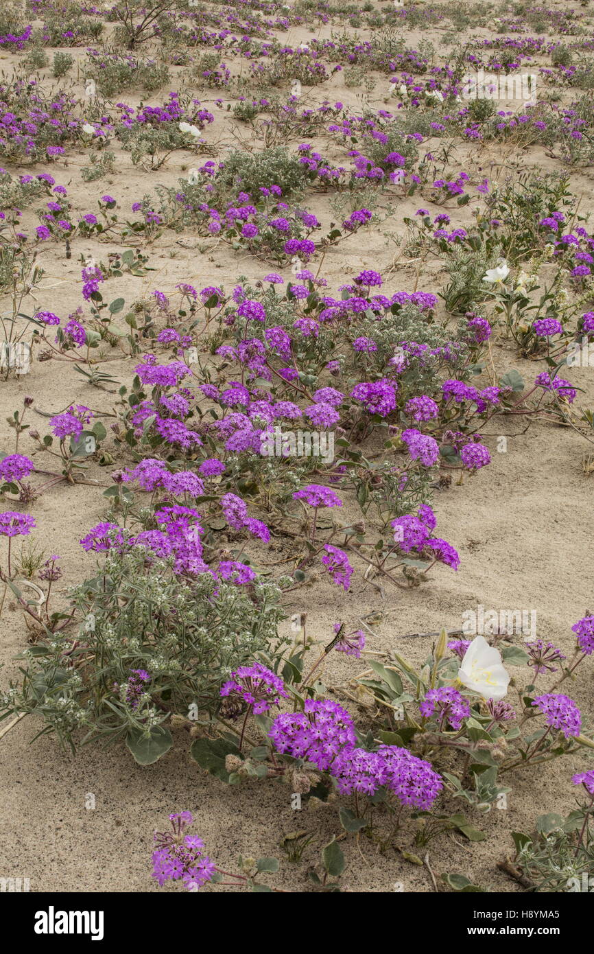 Flowery sand-dunes with Sand Verbena, Abronia villosa and Dune evening ...