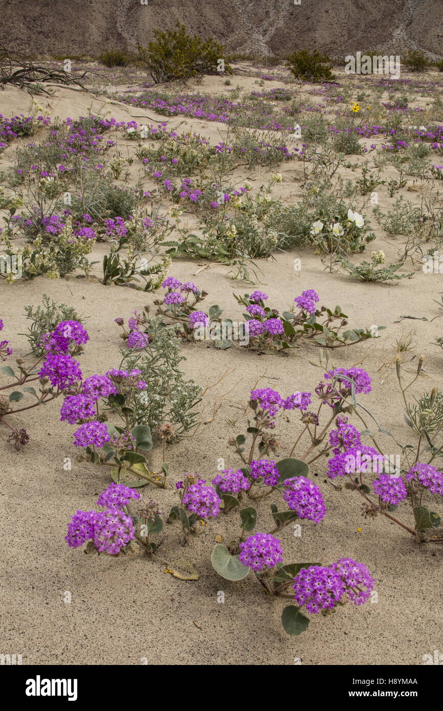 Flowery sand-dunes with Sand Verbena, Abronia villosa and Dune evening ...