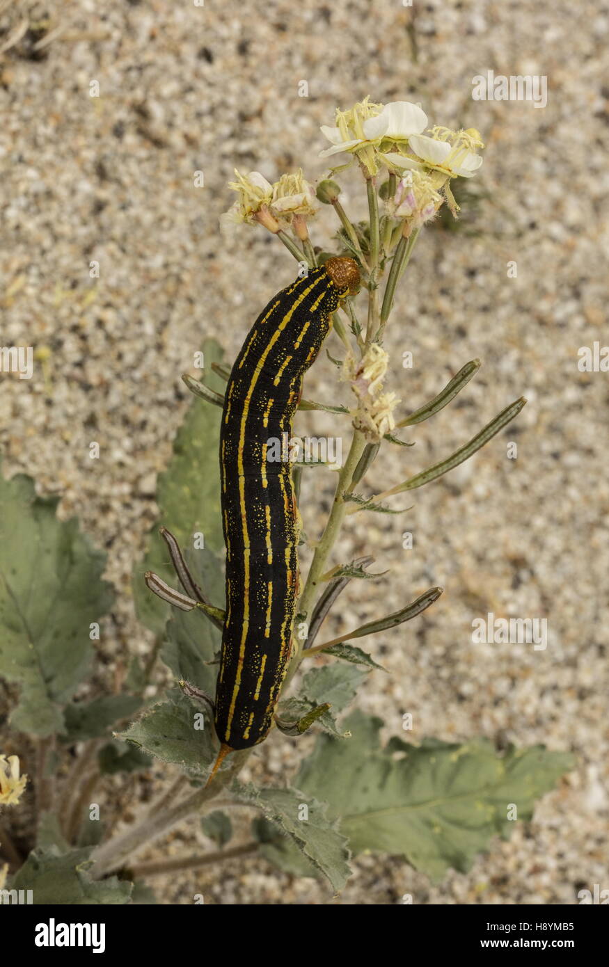 Hyles lineata larvae hi-res stock photography and images - Alamy