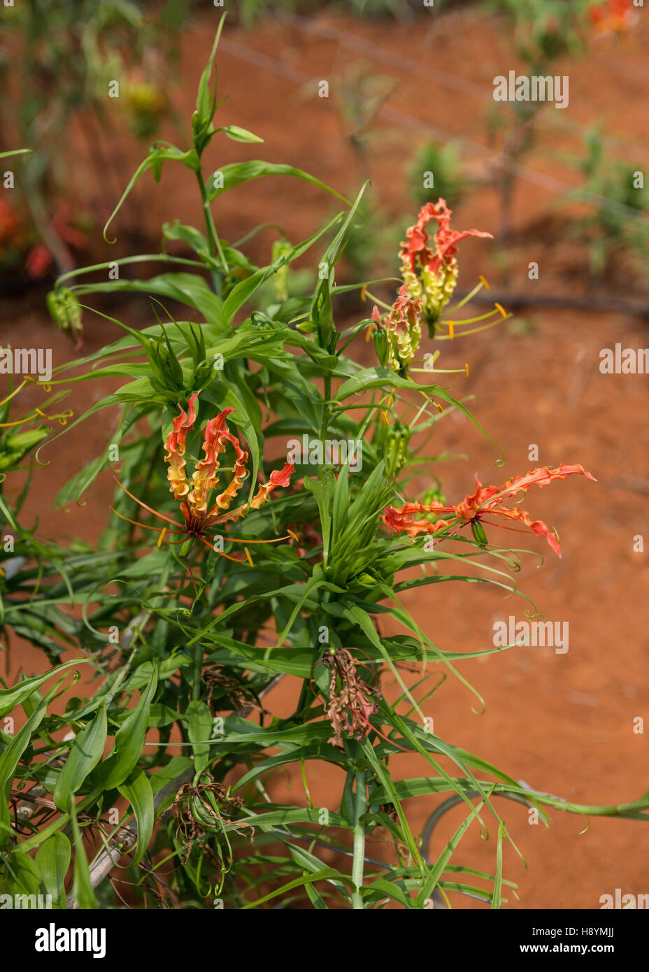 Tiger claw hi-res stock photography and images - Alamy