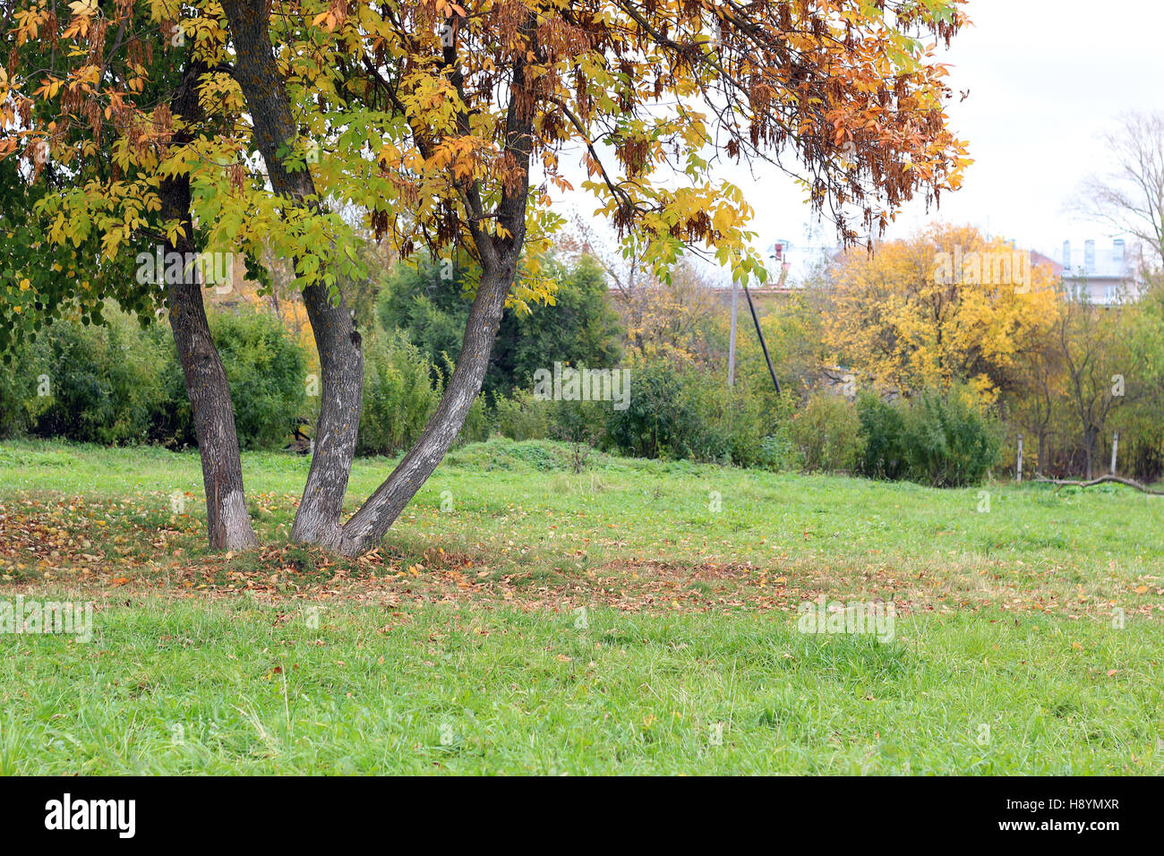 Park landscape lonely tree Stock Photo - Alamy