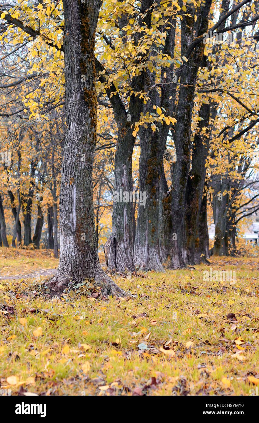 Park landscape lonely tree Stock Photo - Alamy