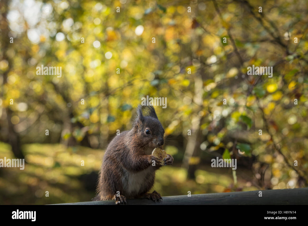Red squirrel sitting eating food with isolated background of out of ...