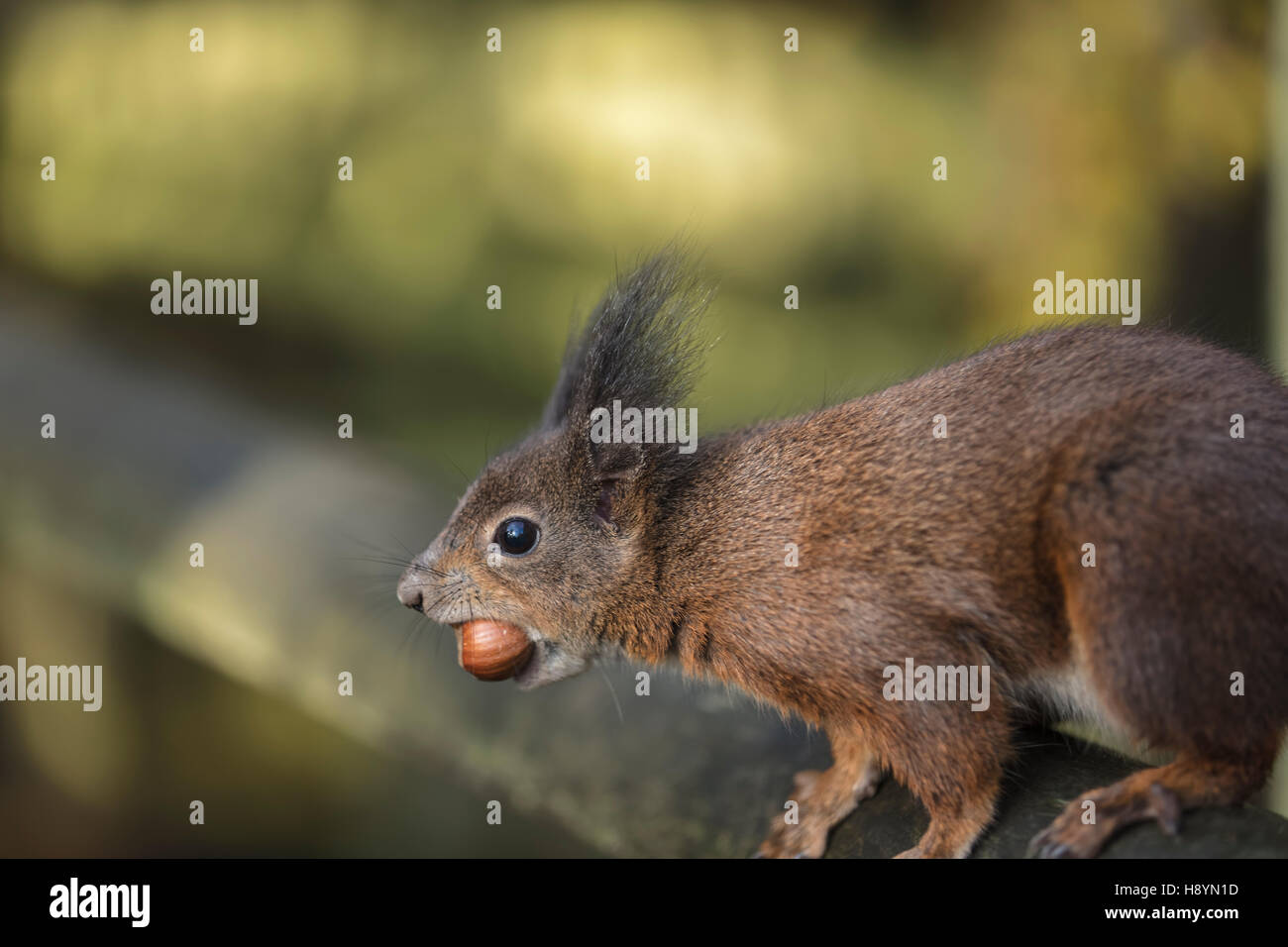 Red squirrel with hazel nut in its mouth and isolated out of focus ...