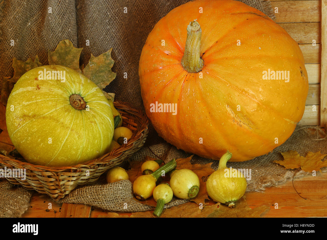 Pumpkin macro harvest Stock Photo - Alamy