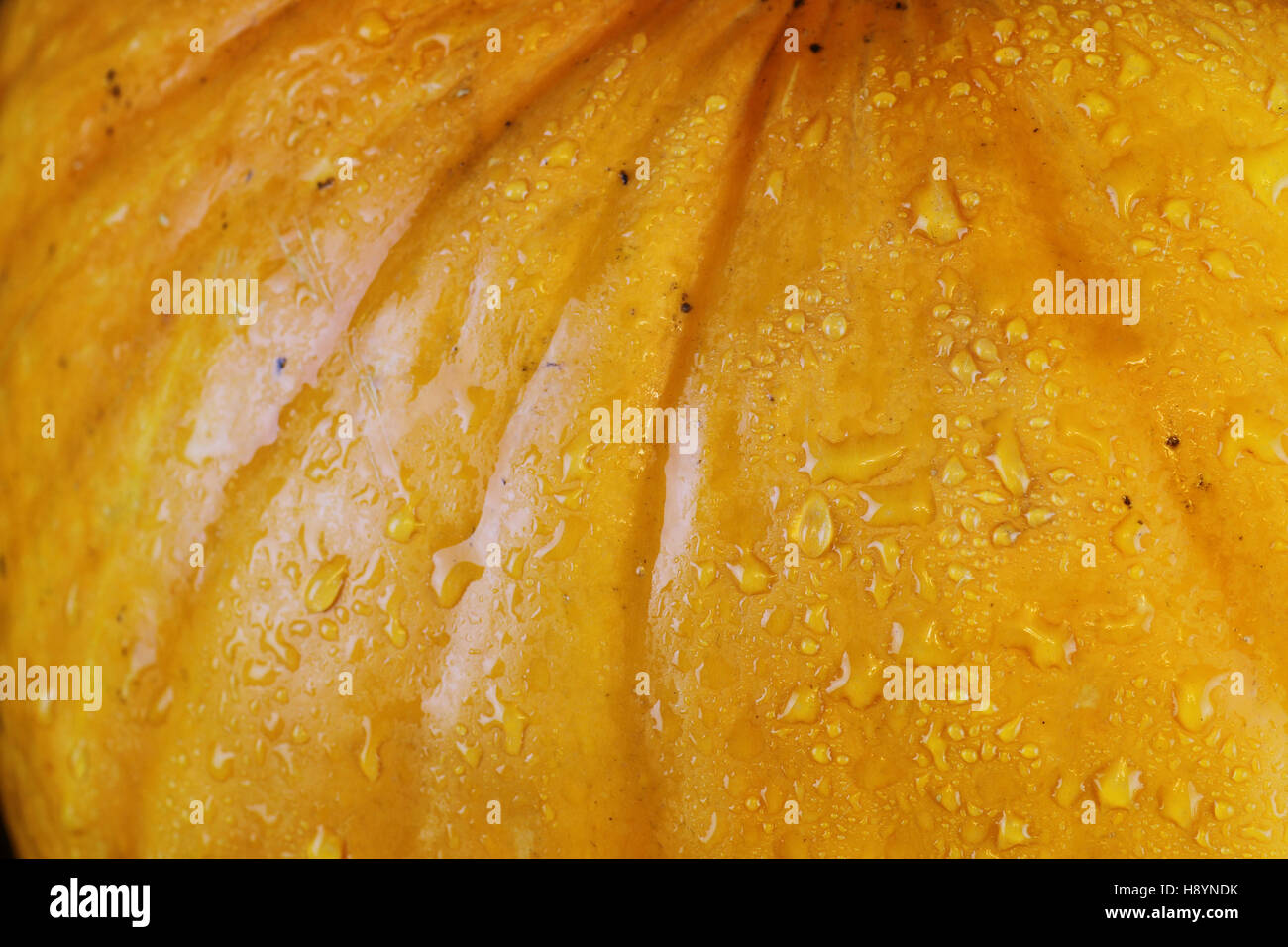 Pumpkin macro harvest Stock Photo - Alamy
