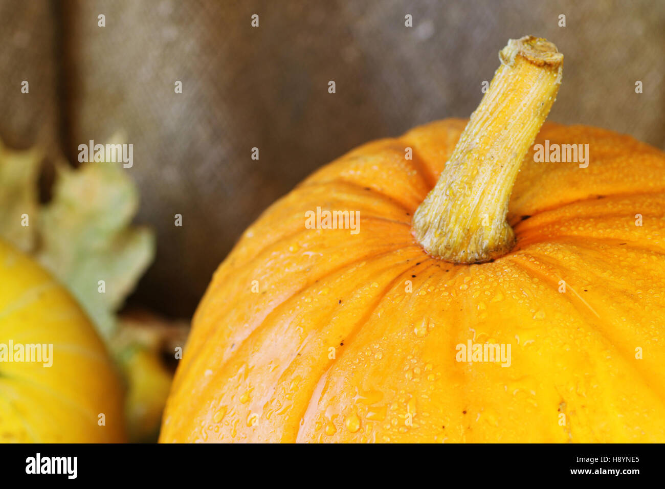 Pumpkin macro harvest Stock Photo - Alamy