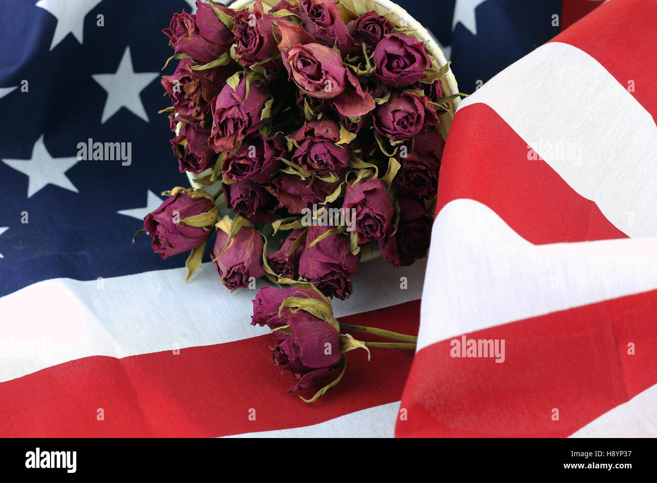 US flag rose flower Stock Photo - Alamy