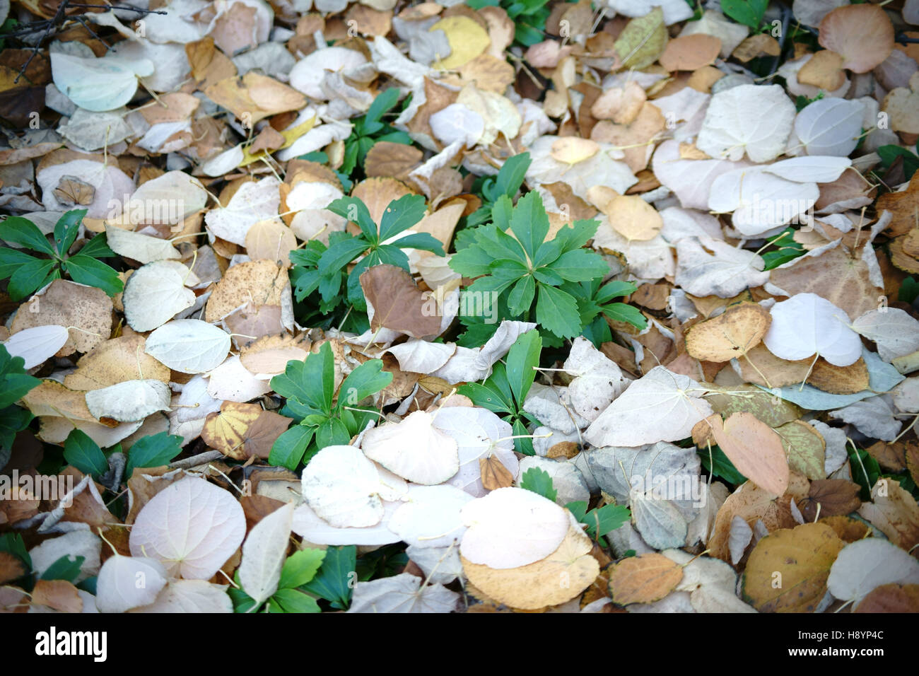 Rug of leaves hi-res stock photography and images - Alamy