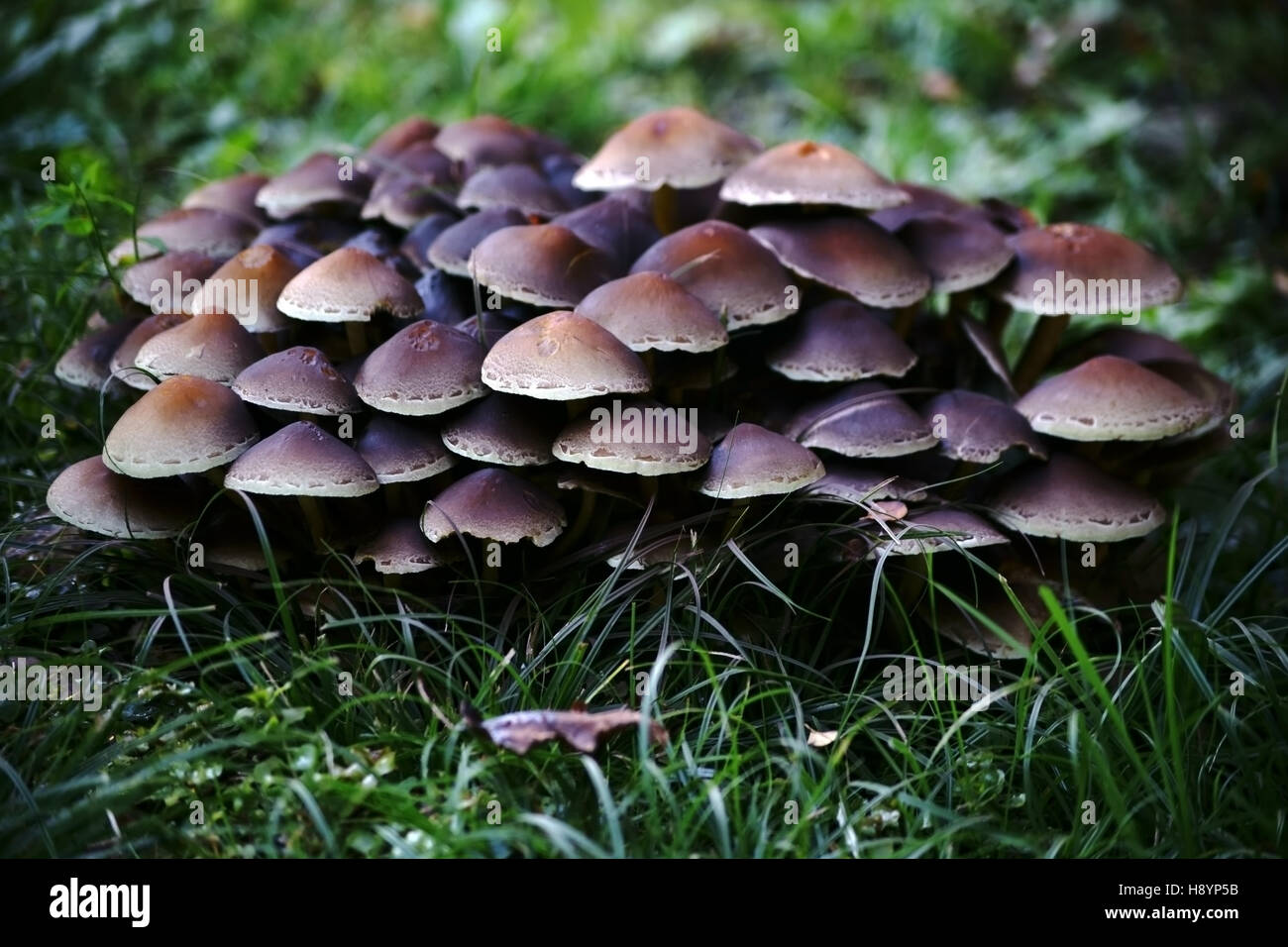 Sulfur tuft hi-res stock photography and images - Alamy