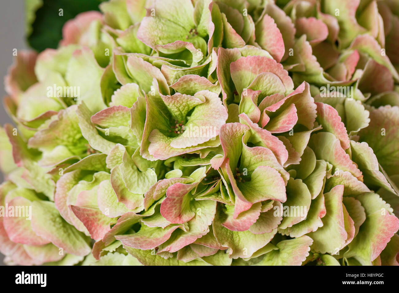 Green hydrangea blooming, floral nature background, outdoor, banner ...