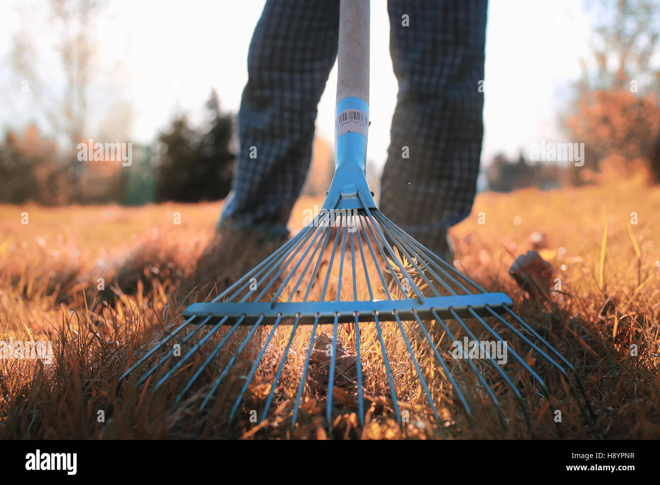 man with rakes in autumn old grass Stock Photo - Alamy