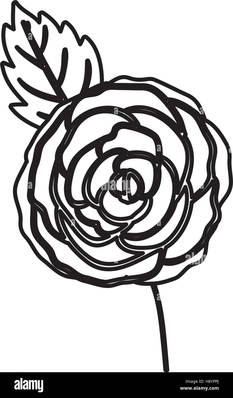 Rose flower icon. Decoration rustic garden floral nature plant and ...