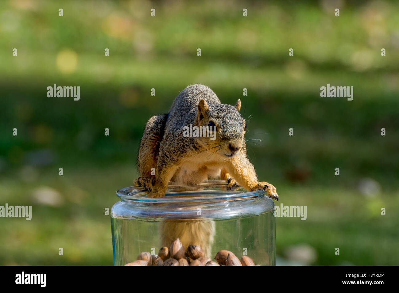 Eastern Fox Squirrel on top of glass jar of nuts Stock Photo - Alamy